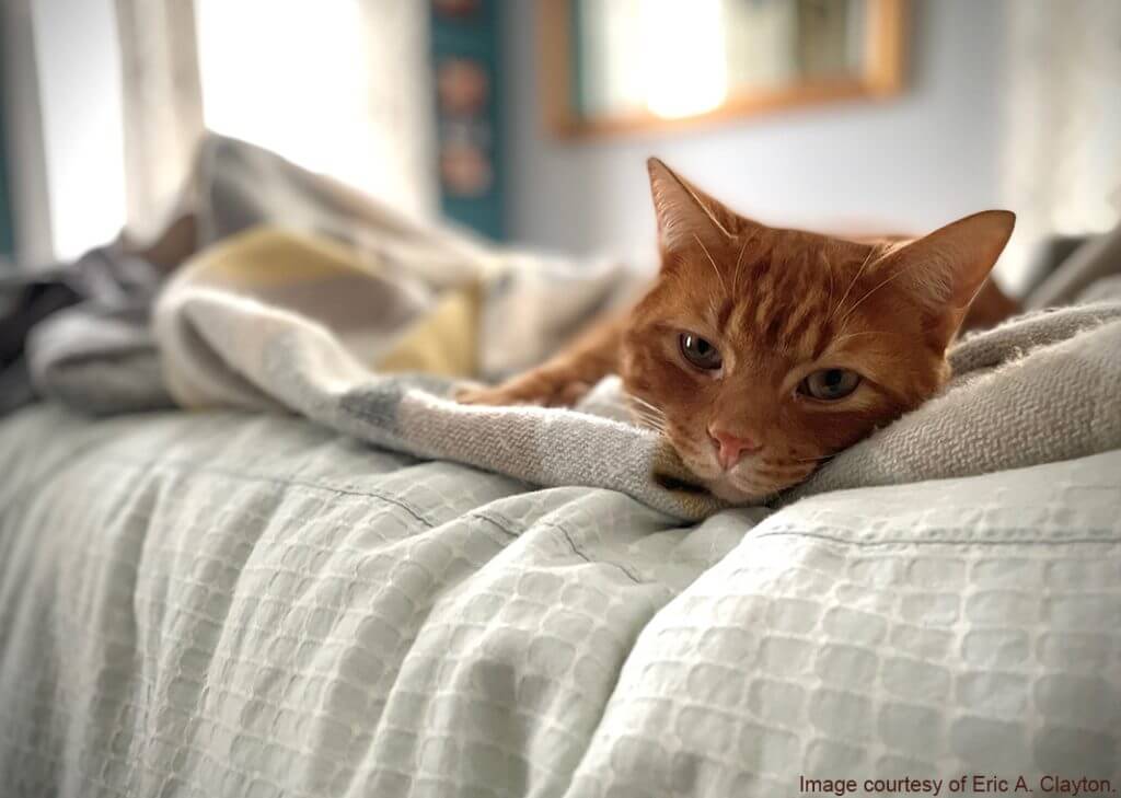 One Particular Cat and the Resurrection - Ignatian Spirituality